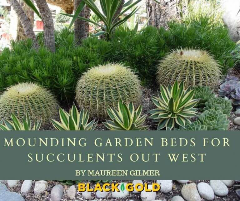 Mounding Succulents – Black Gold