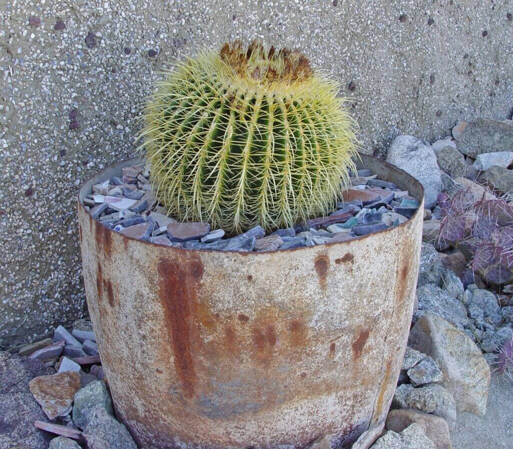 Planting a Barrel Cactus Safely – Black Gold