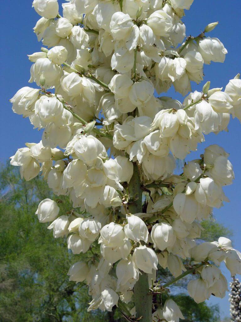 Flower Gardening – Black Gold