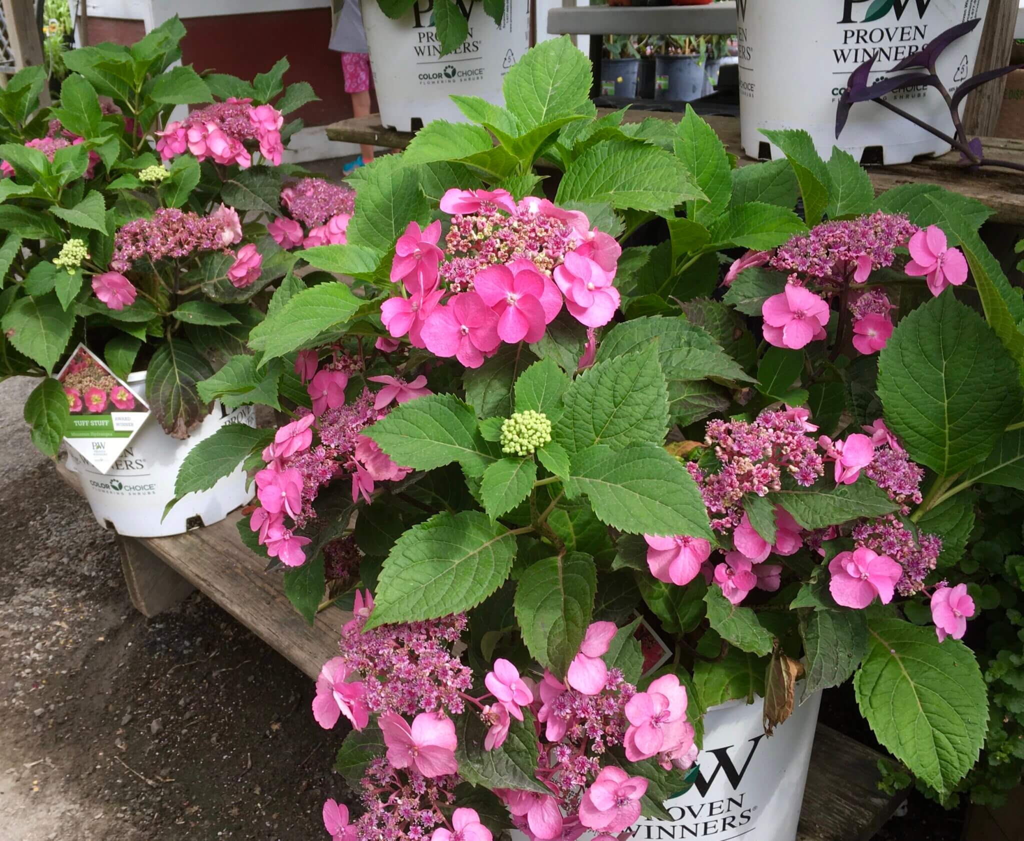 Hydrangeas – Black Gold