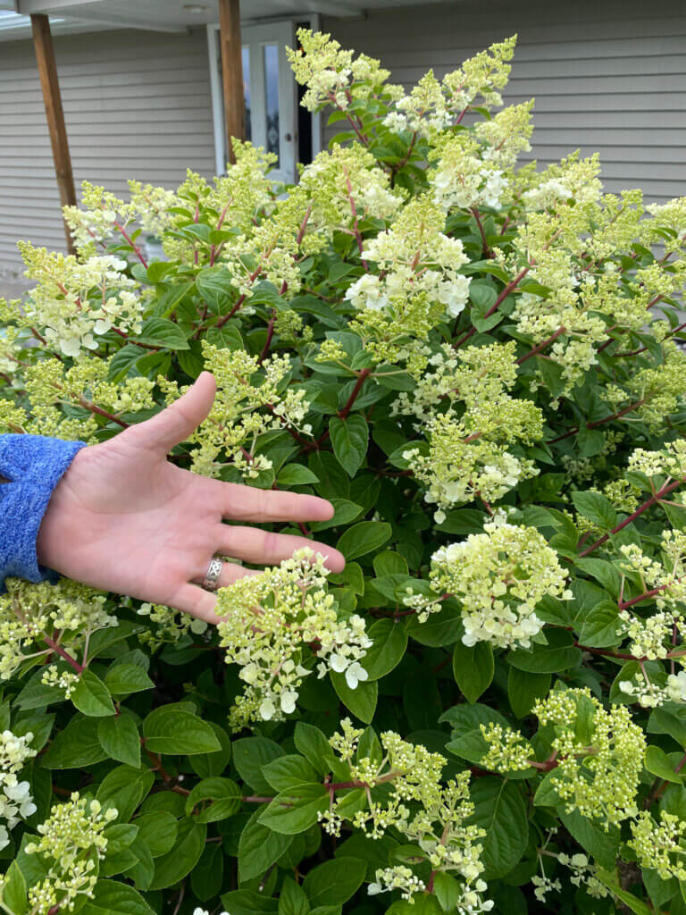 Hydrangeas – Black Gold