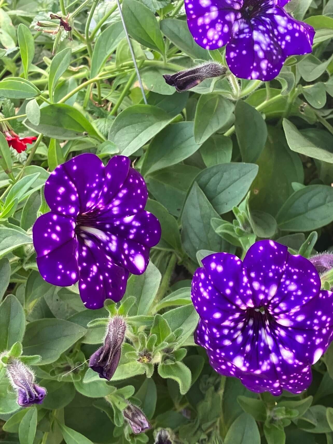 Mike Darcy – Black Gold