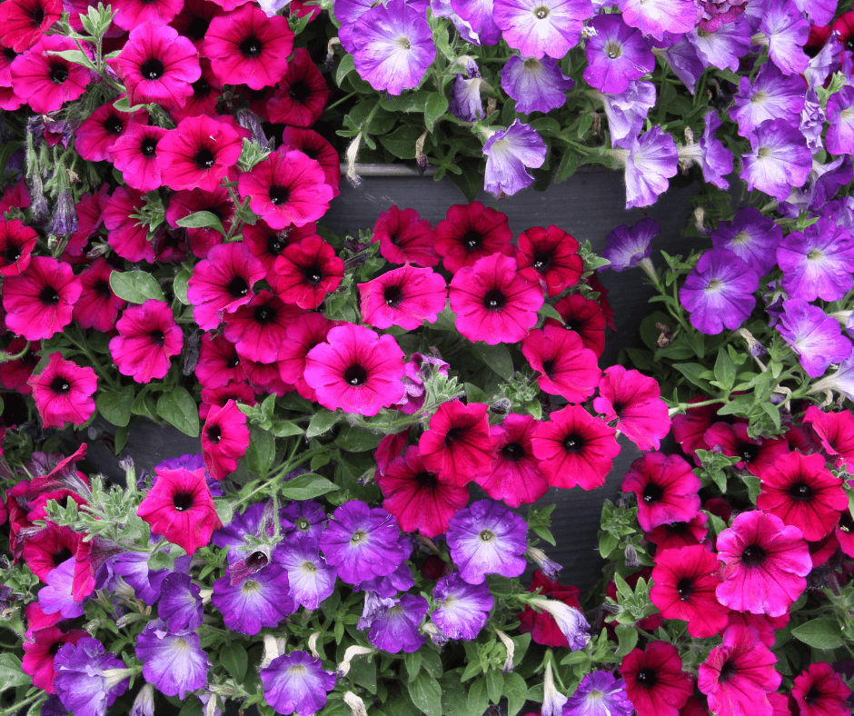 Petunias Are Glorious plants By Teri Keith – Black Gold