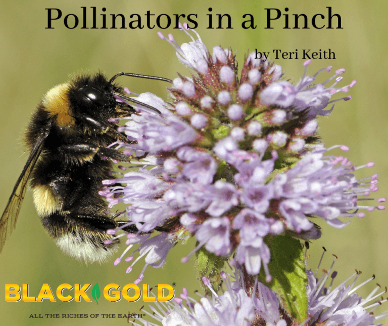 Garden Writers – Black Gold