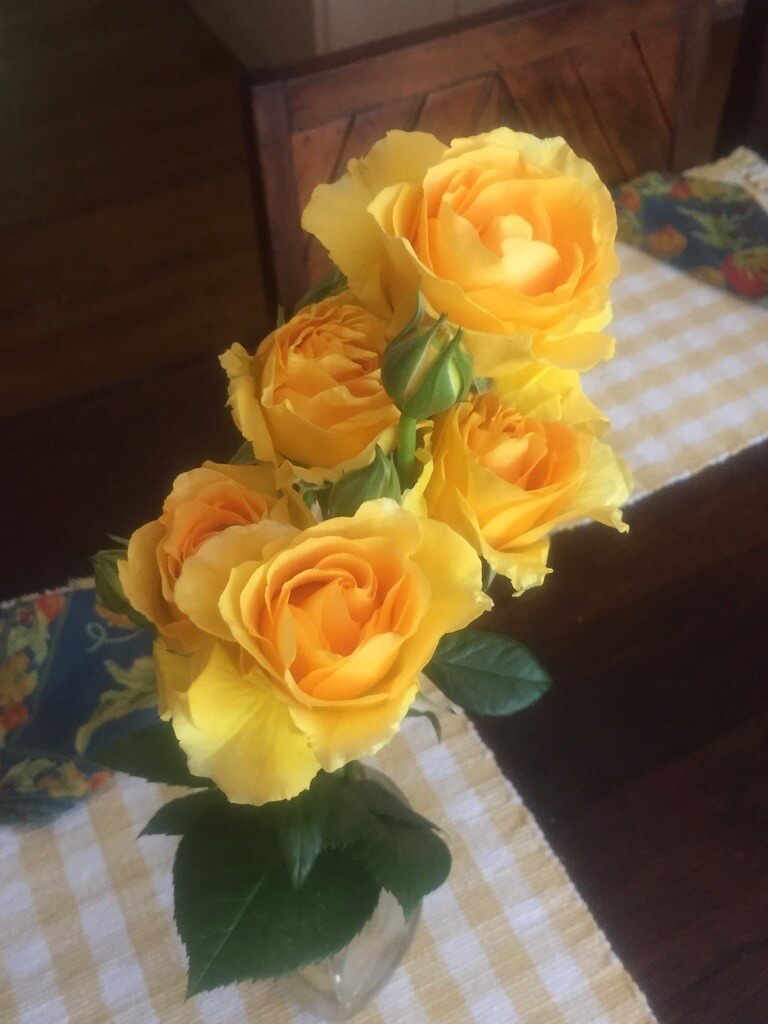 Mike Darcy – Black Gold