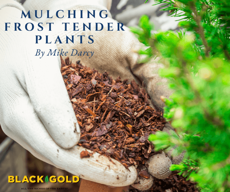 Mike Darcy – Black Gold