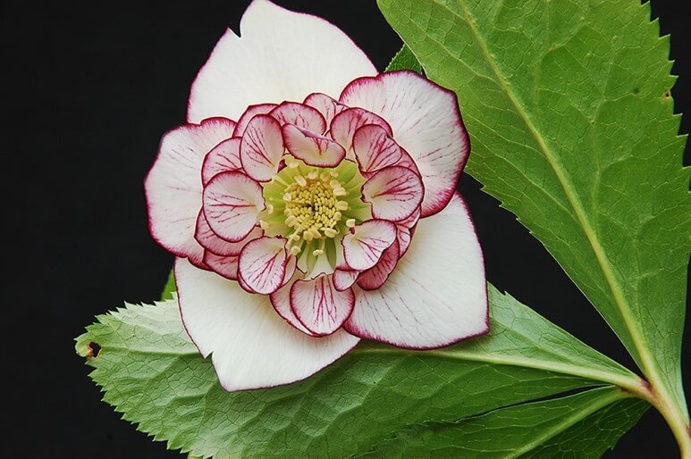 Mike Darcy – Black Gold