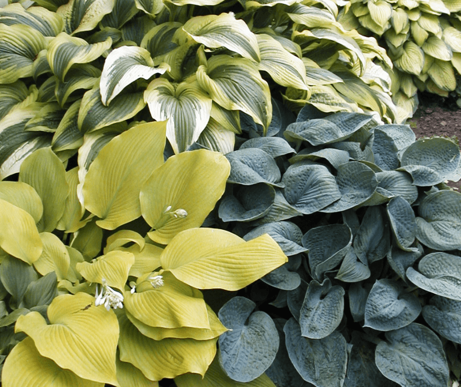 SEASON ‘ROUND COLORS IN THE GARDEN – Black Gold