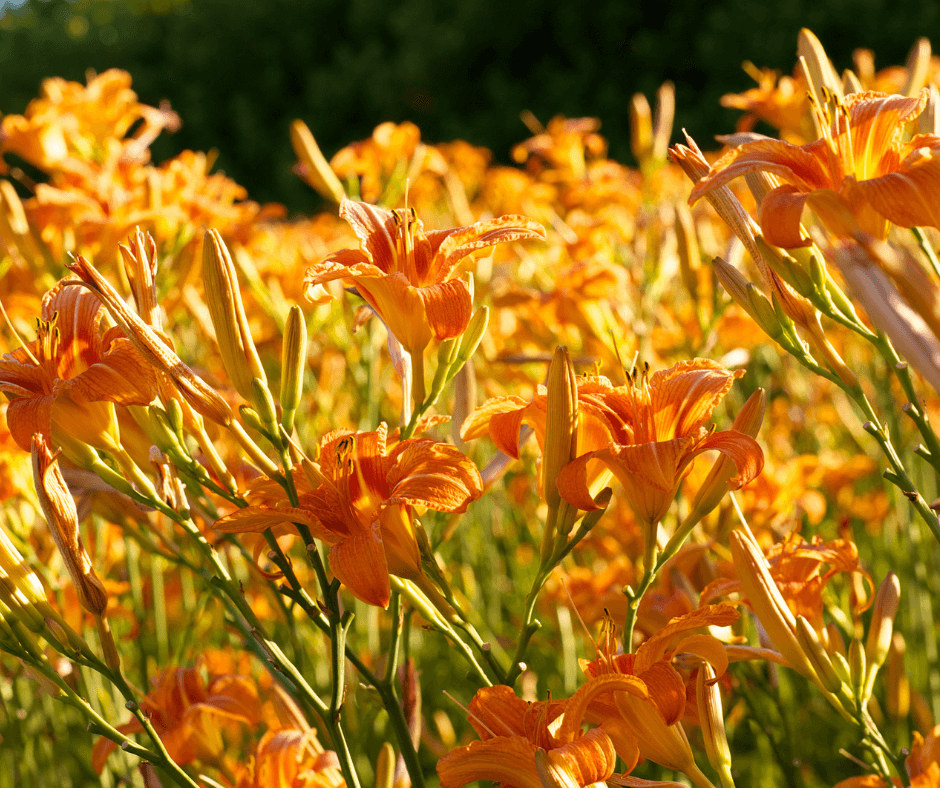 SEASON ‘ROUND COLORS IN THE GARDEN – Black Gold