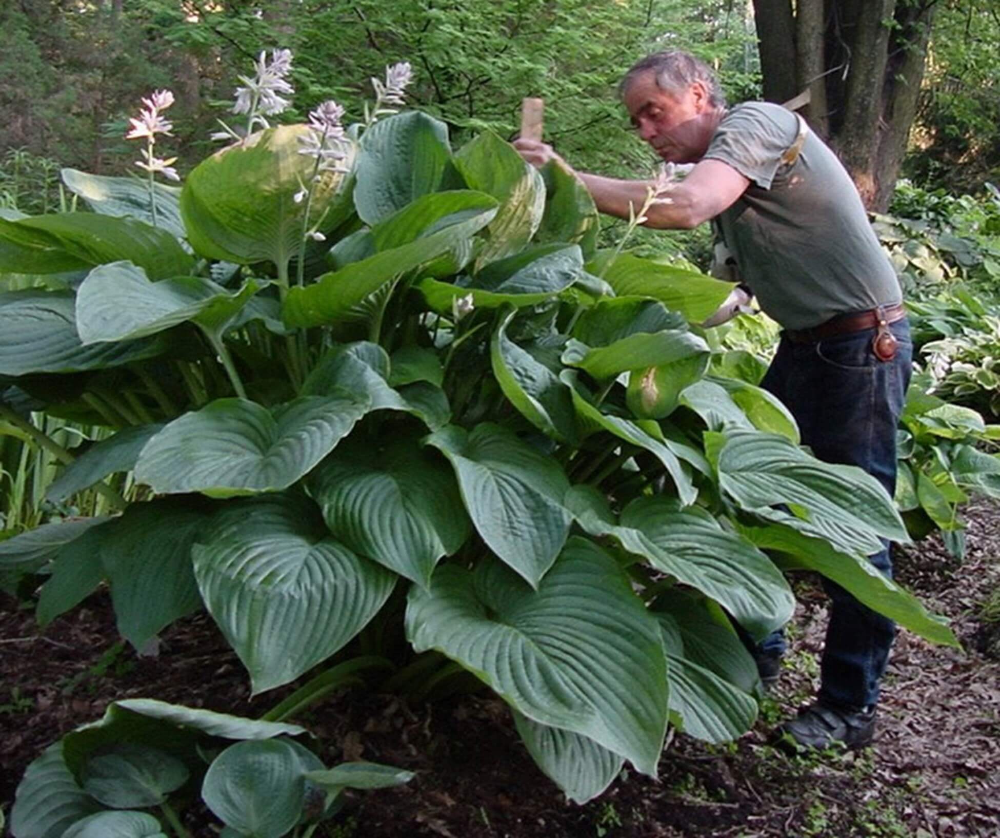 Mike Darcy – Black Gold