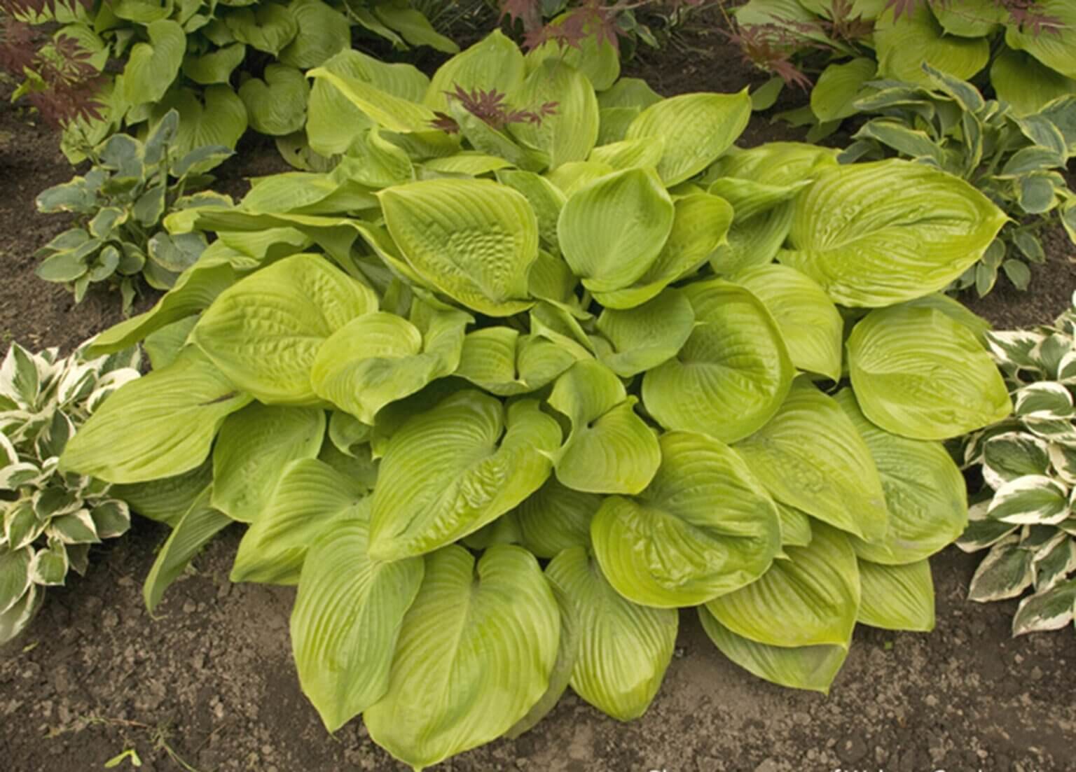 Mike Darcy – Black Gold