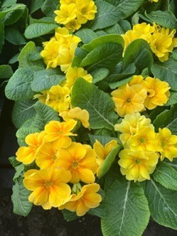 Mike Darcy – Black Gold