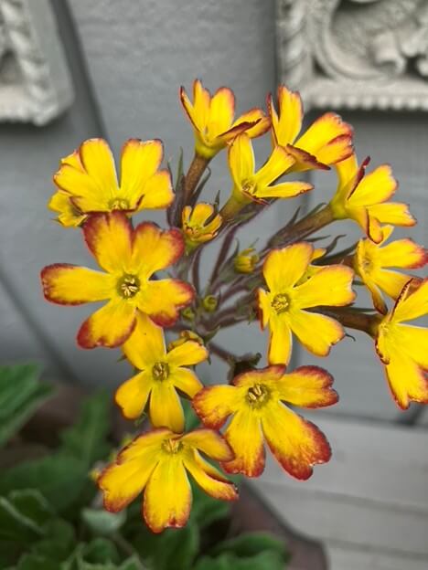 Mike Darcy – Black Gold